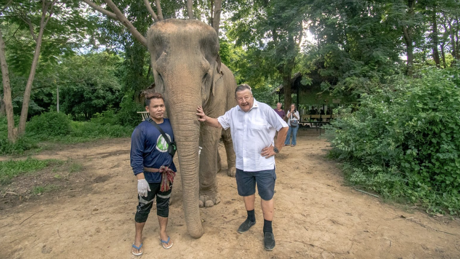 Honey helps a senior elephant heal - TTR Weekly