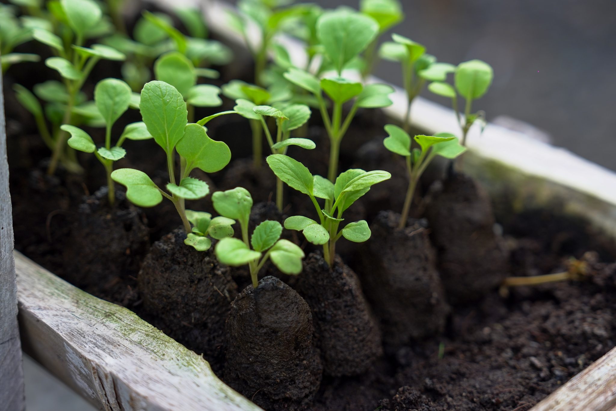 Ayana Ball wins Earthcheck Gold - TTR Weekly